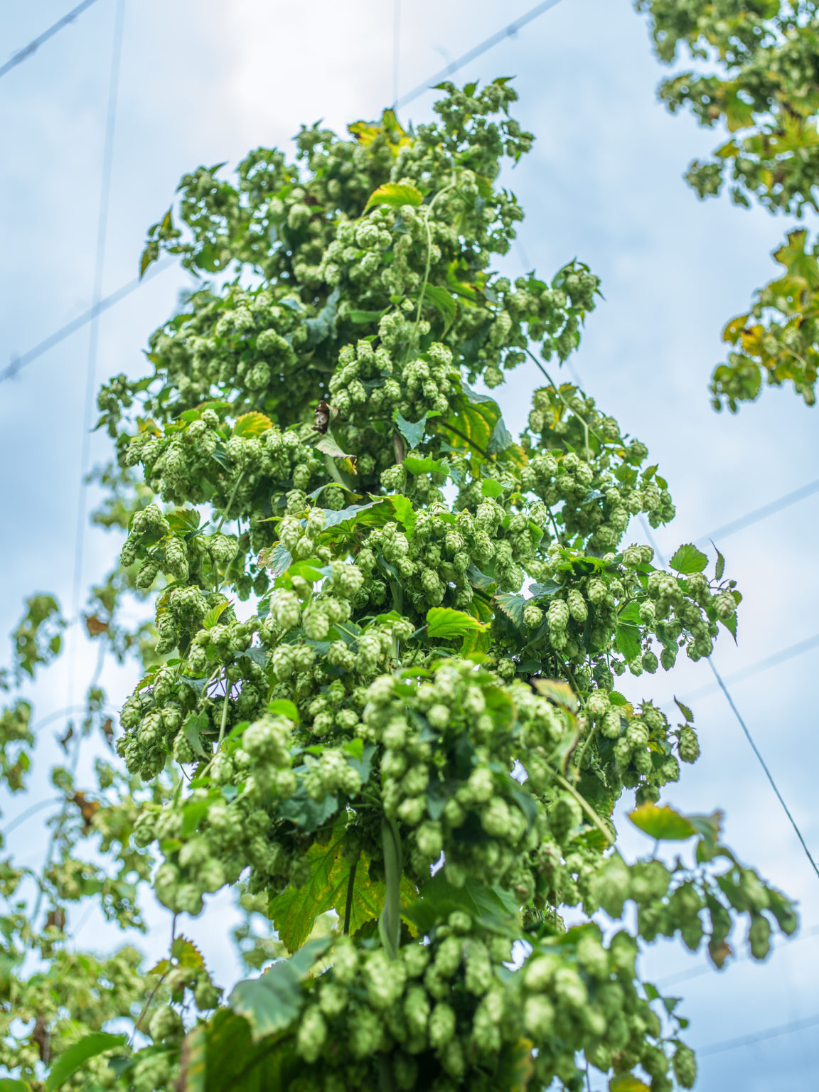 Hoppy Beers and 21 You Should Be Drinking - Thirsty Bastards